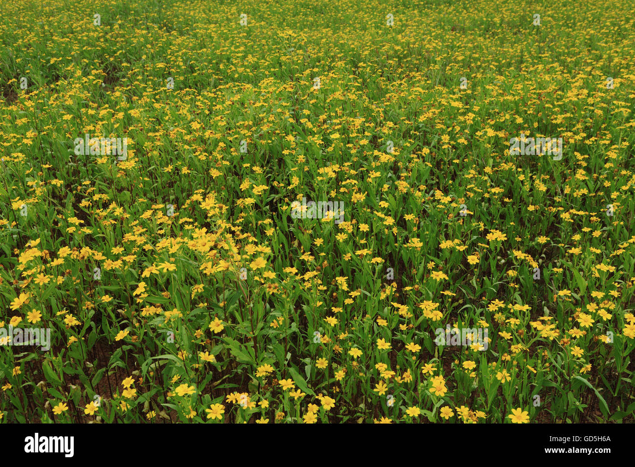 Flower fields, bastar, chhattisgarh, india, asia Stock Photo - Alamy