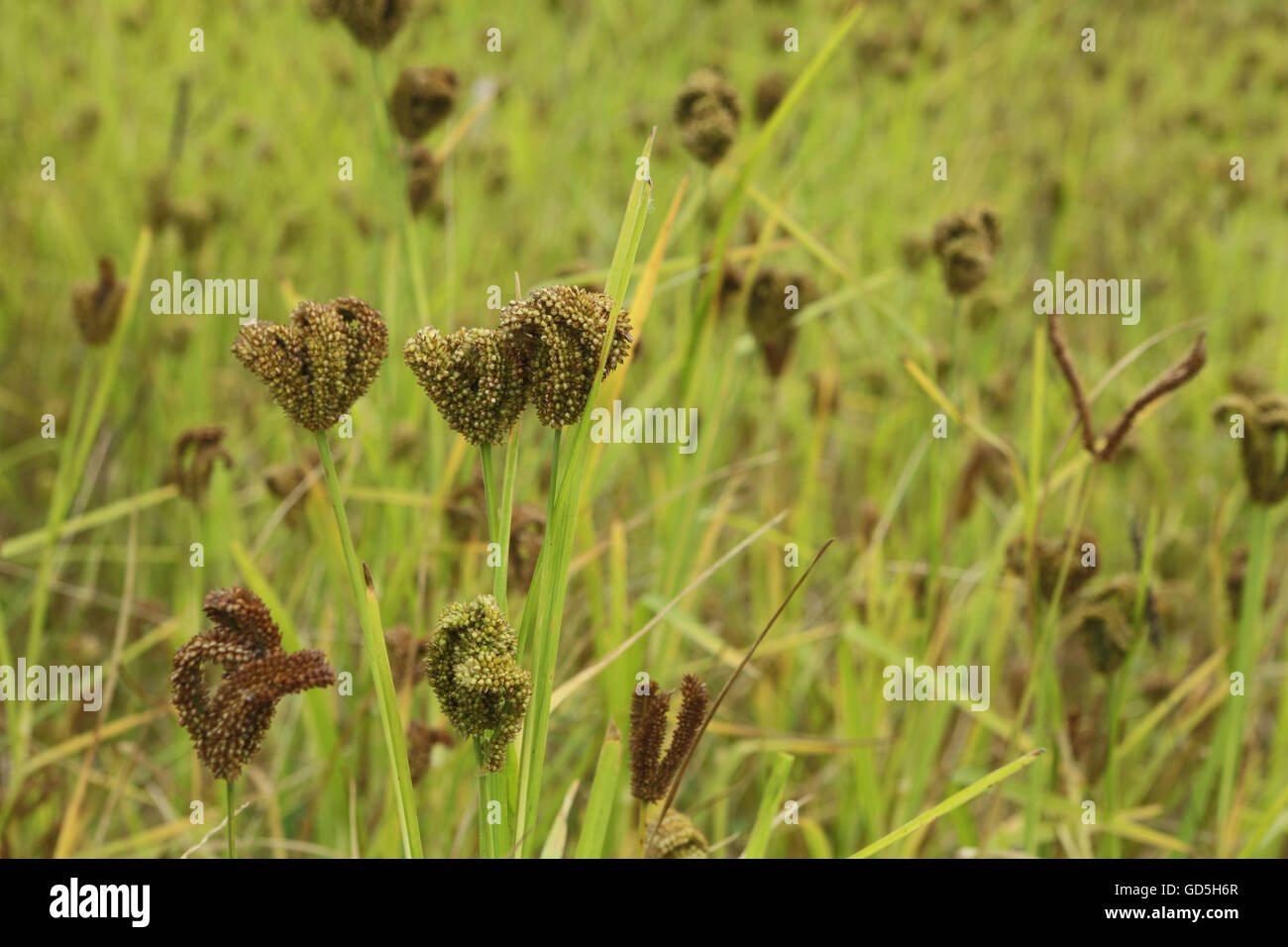 Chhattisgarh agriculture hi-res stock photography and images - Alamy