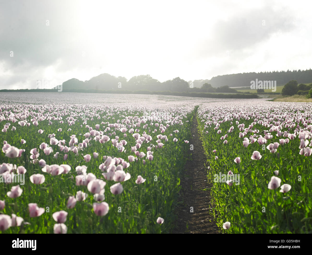 Purple poppies hi-res stock photography and images - Alamy