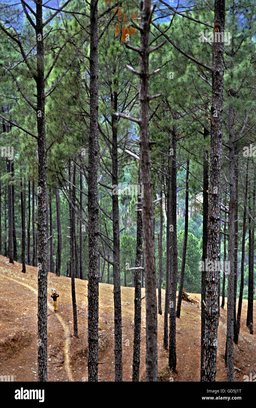 Kumaon forests hi-res stock photography and images - Alamy