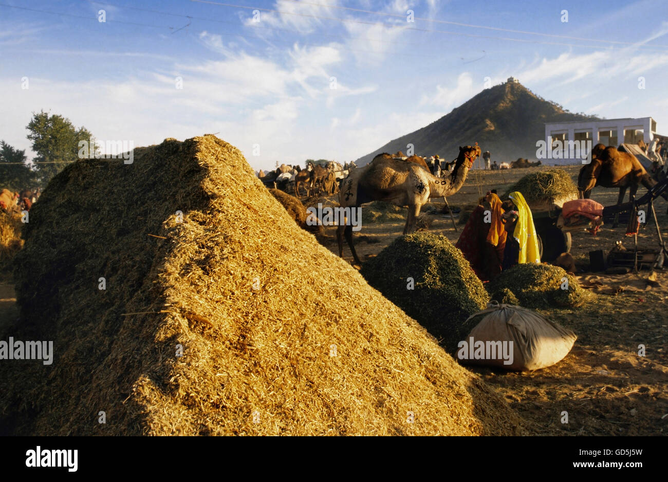 Camel Fodder High Resolution Stock Photography and Images - Alamy