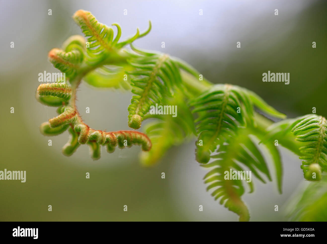 Uncurl hi-res stock photography and images - Alamy