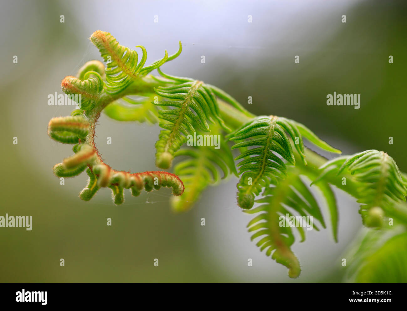 Uncurl hi-res stock photography and images - Alamy