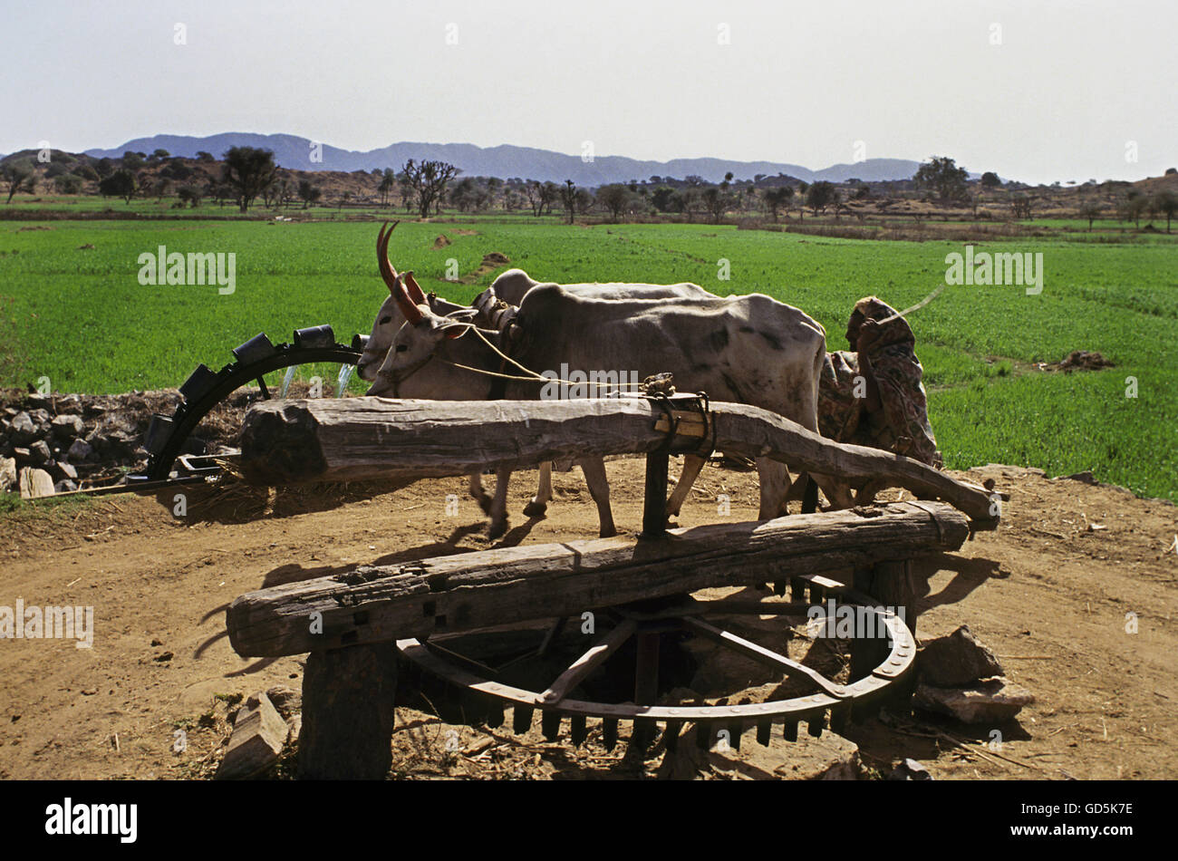 Working Bulls High Resolution Stock Photography and Images - Alamy