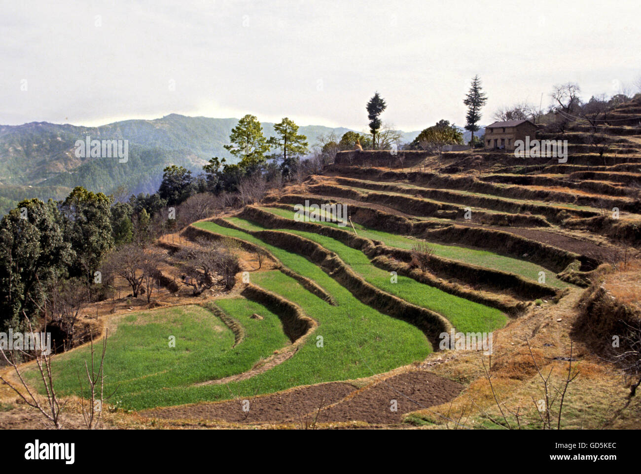Terrace farming uttarakhand hi-res stock photography and images - Alamy