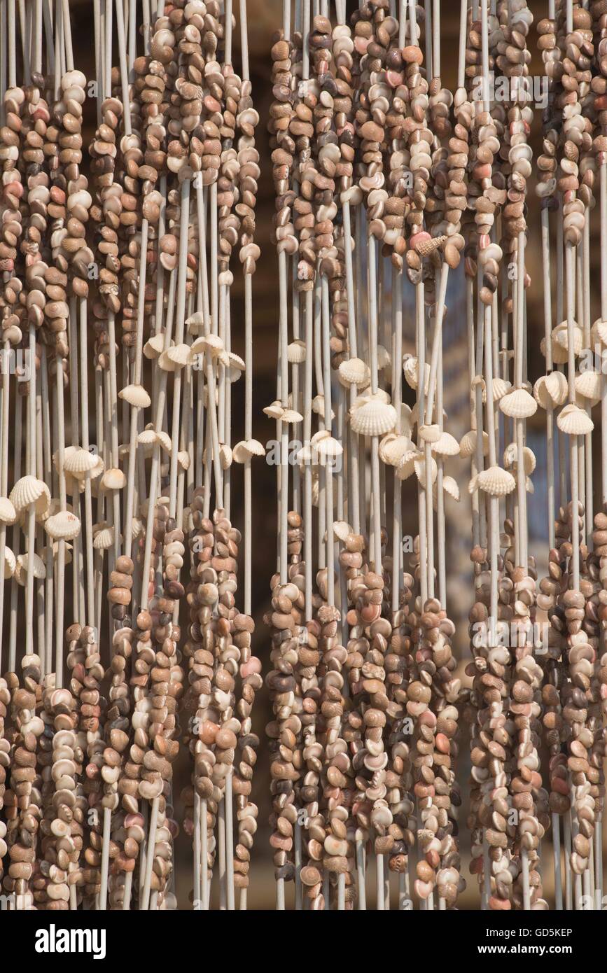 Conch Shell India High Resolution Stock Photography and Images - Alamy