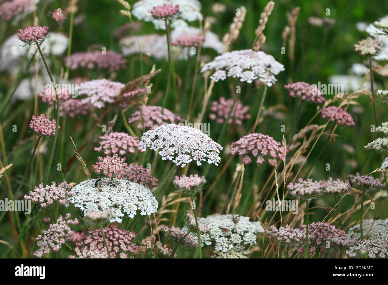 Daucus carota flower hi-res stock photography and images - Alamy