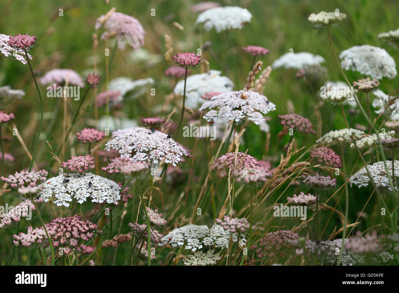 Wild carrot flowers, Daucus carota Stock Photo - Alamy