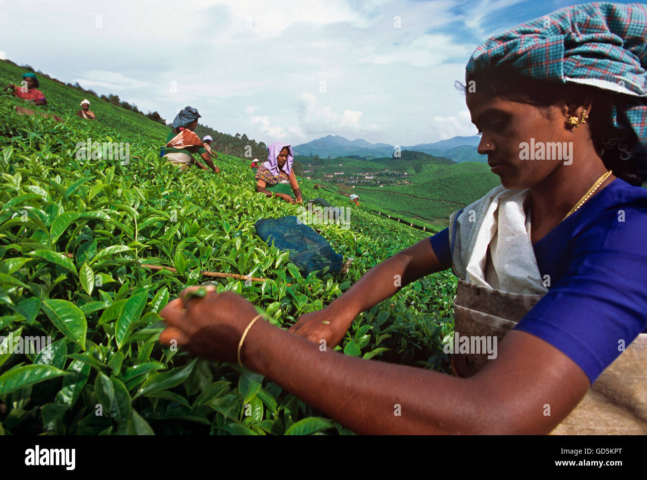 Tea pluckers india hi-res stock photography and images - Alamy