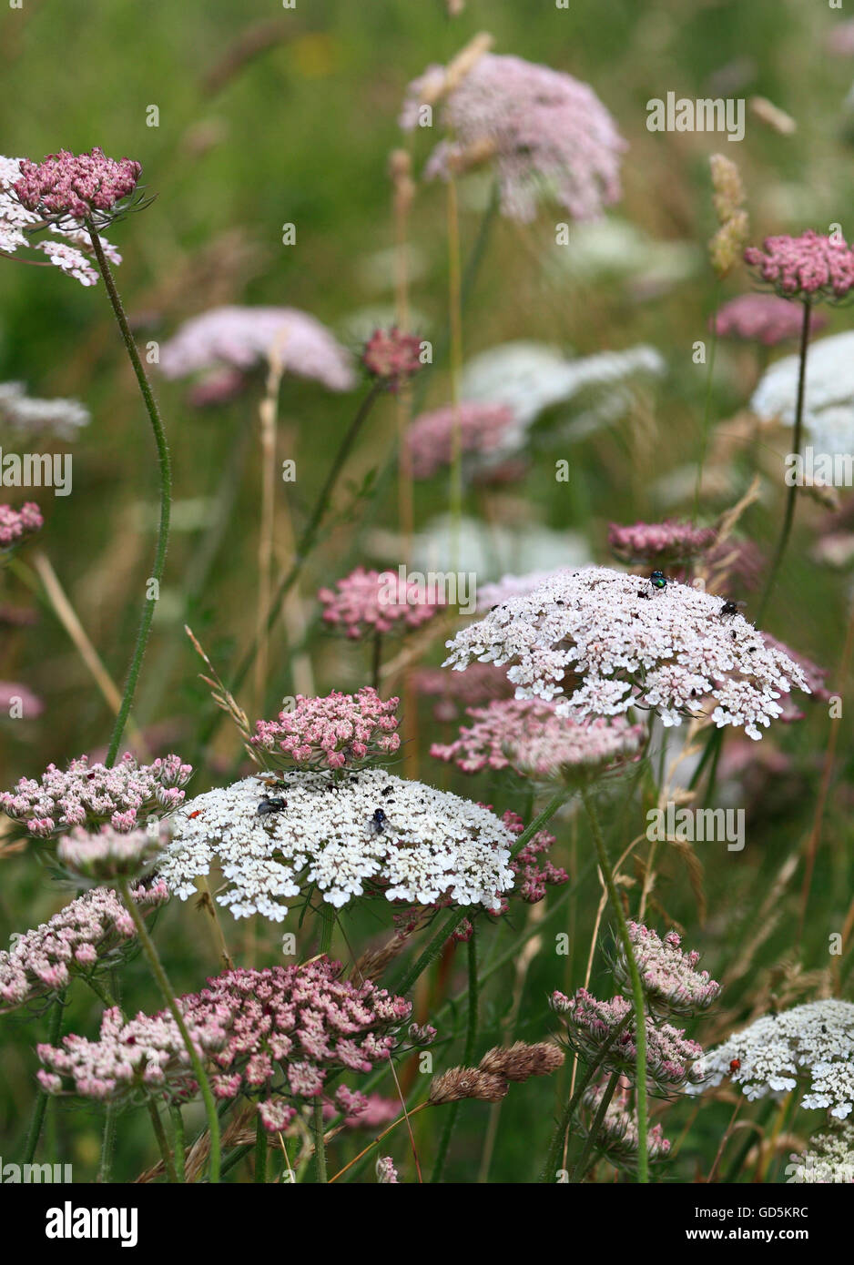 Wild carrot flowers, Daucus carota Stock Photo - Alamy