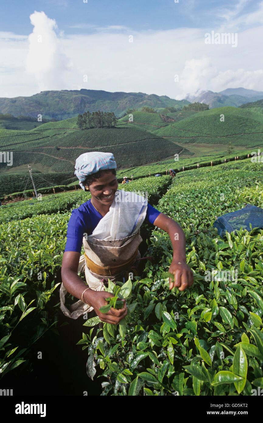 Tea pluckers in a tea estates Stock Photo - Alamy