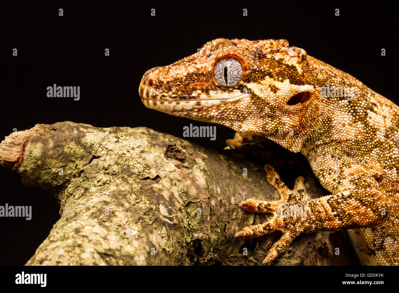 Gargoyle Gecko (Rhacodactylus auriculatus) in profile on a branch ...