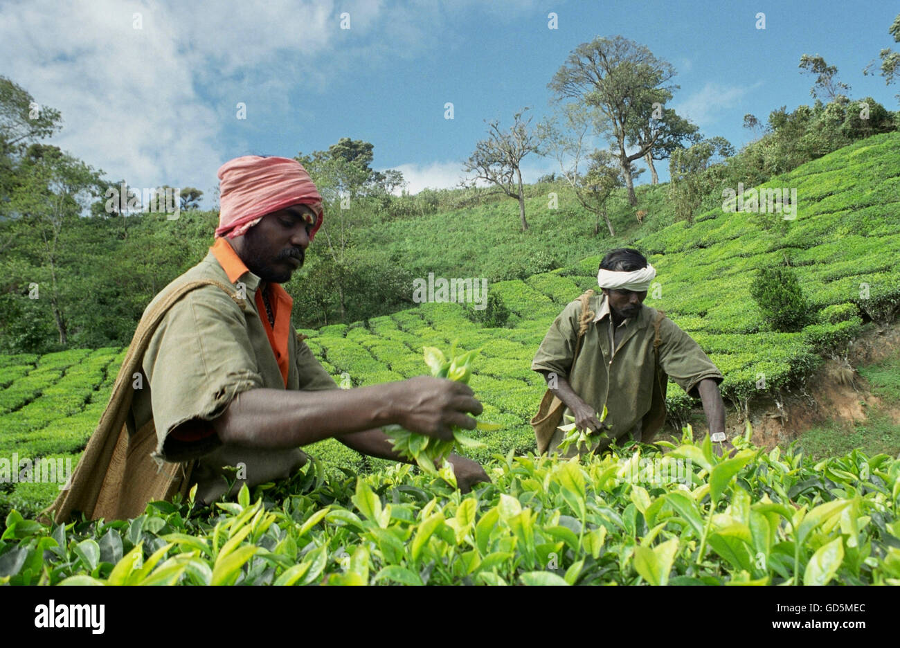 Tea plantation workers Stock Photo - Alamy