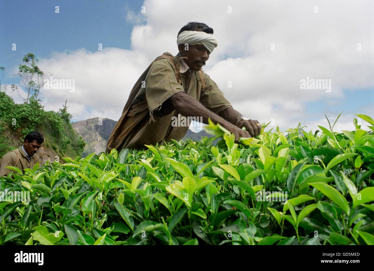 Tea plantation worker Stock Photo - Alamy