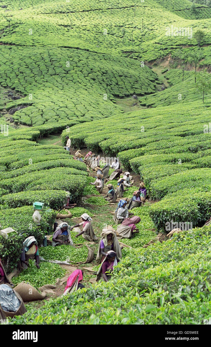 Tea plantation workers Stock Photo - Alamy