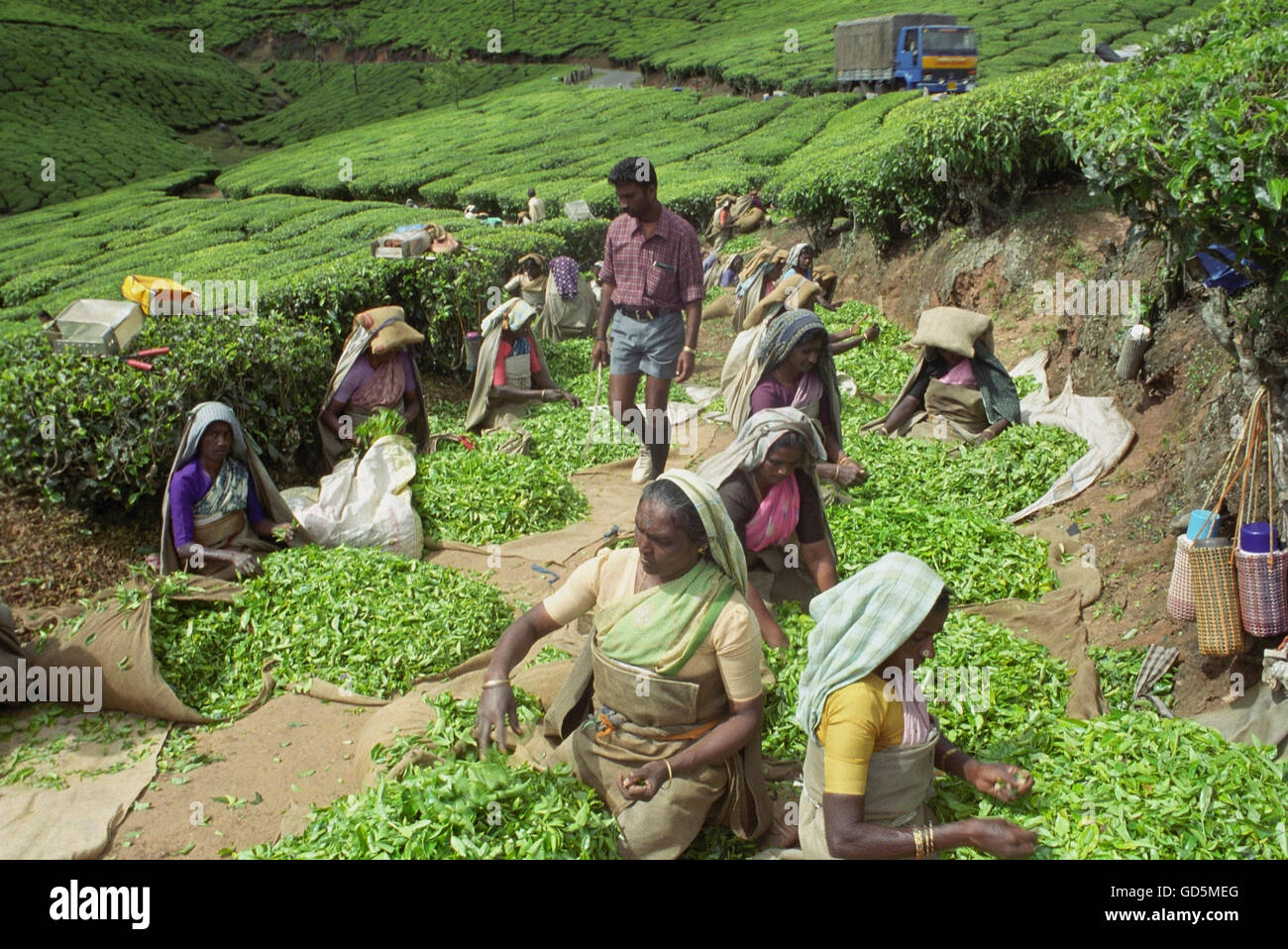 Tea estate workers Stock Photo - Alamy