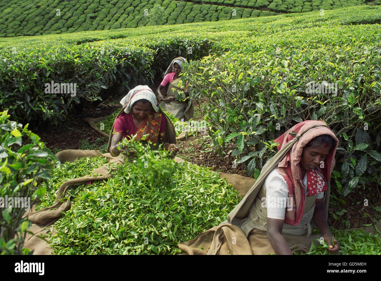 Tea plantation workers Stock Photo - Alamy