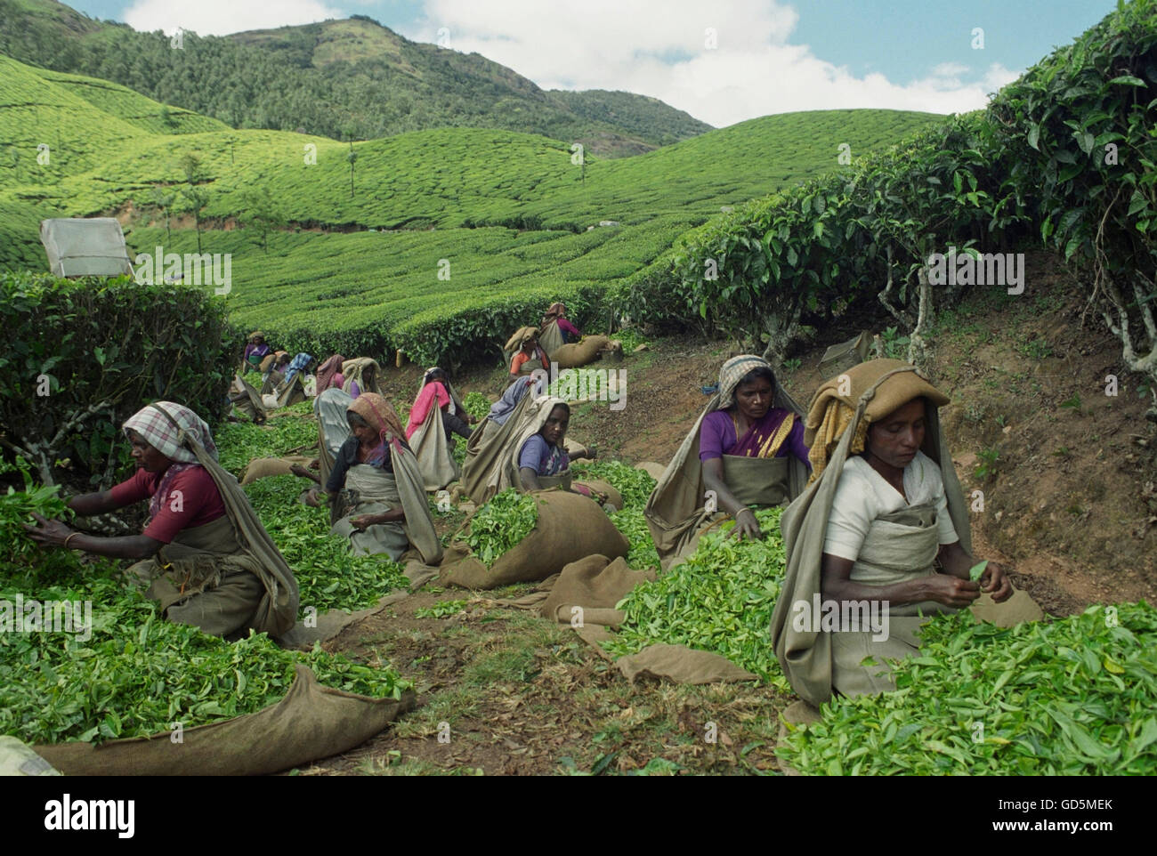 Tea plantation workers Stock Photo - Alamy