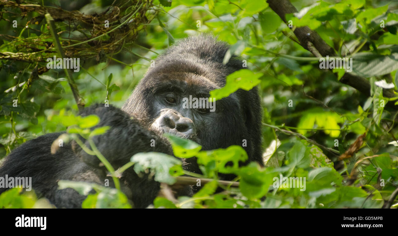 Mountain Gorilla (Black Back) Hides in the Impenetrable forest bushes ...