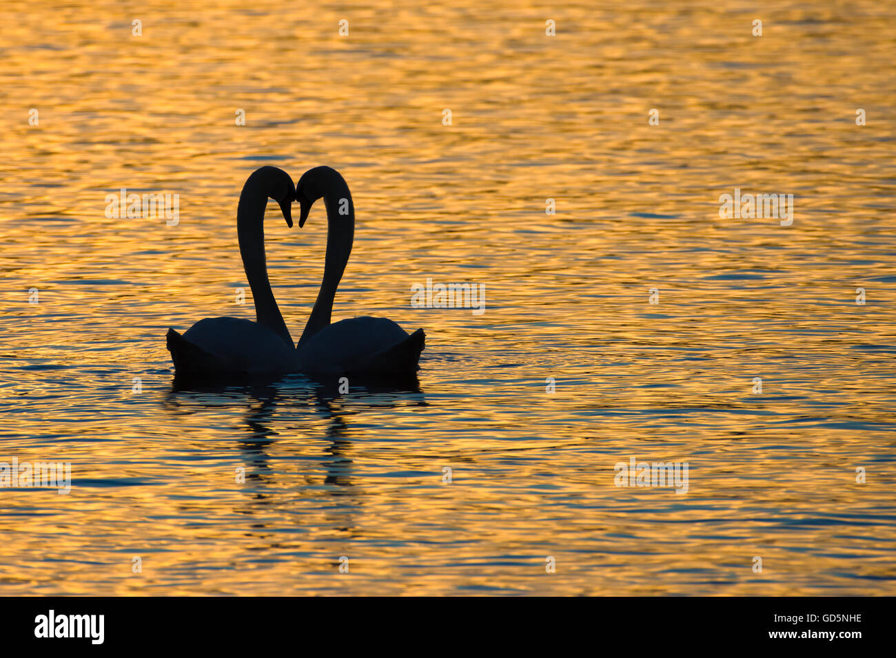 Swan couple perform their ritual mating dance at sunset on the upper ...