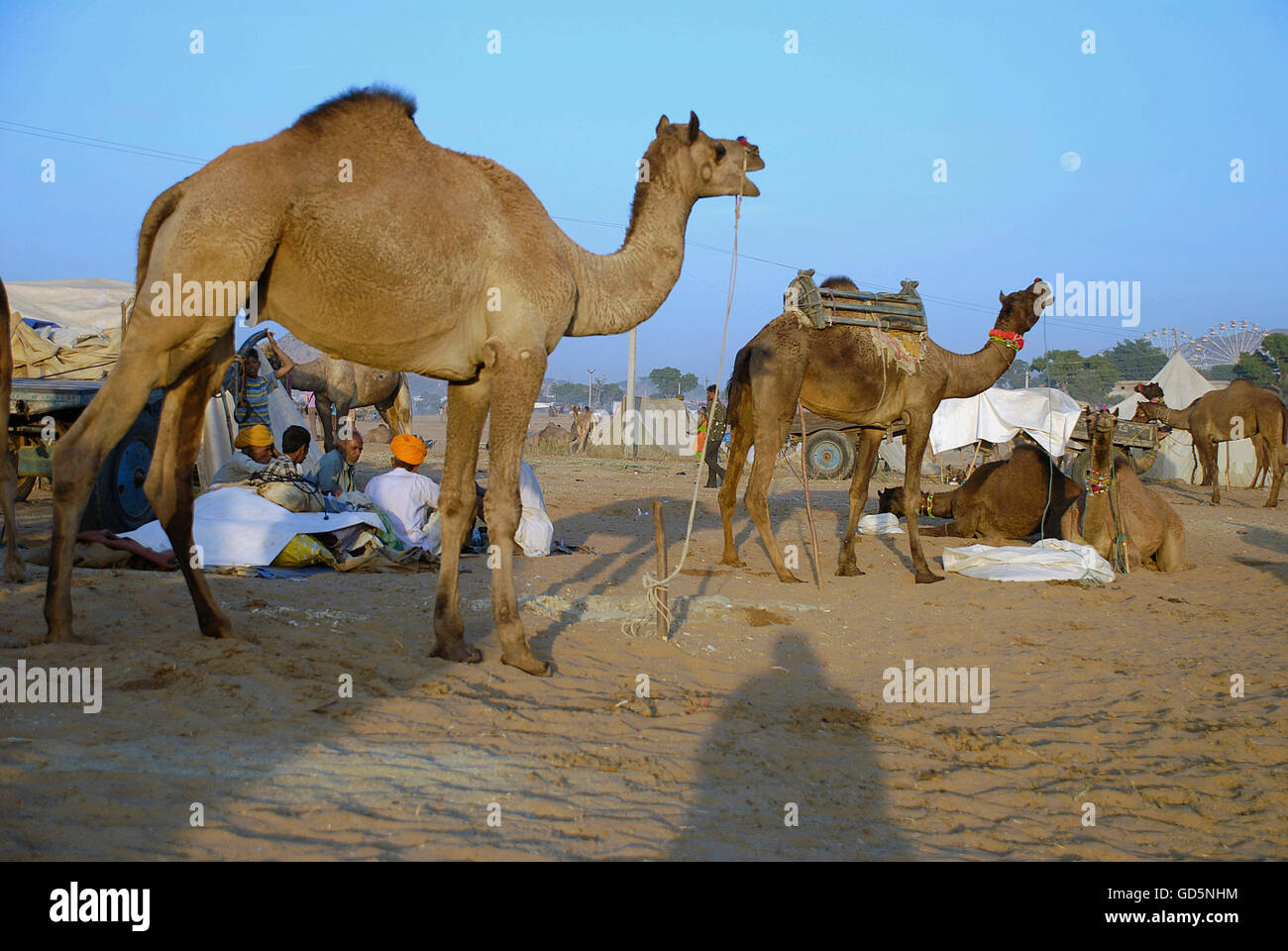 Camel fairs hi-res stock photography and images - Alamy