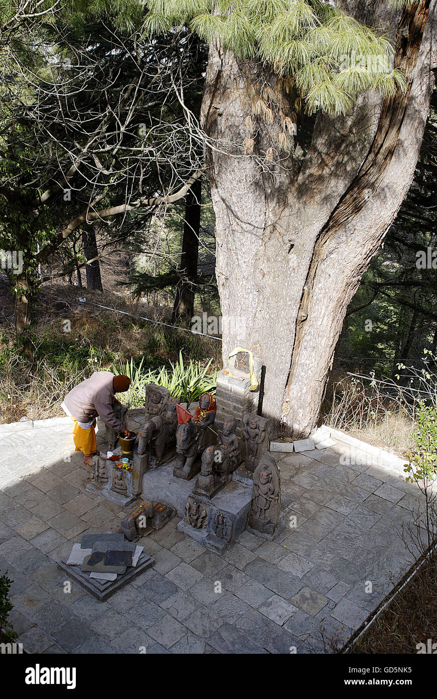 Worshiping under the tree Stock Photo - Alamy