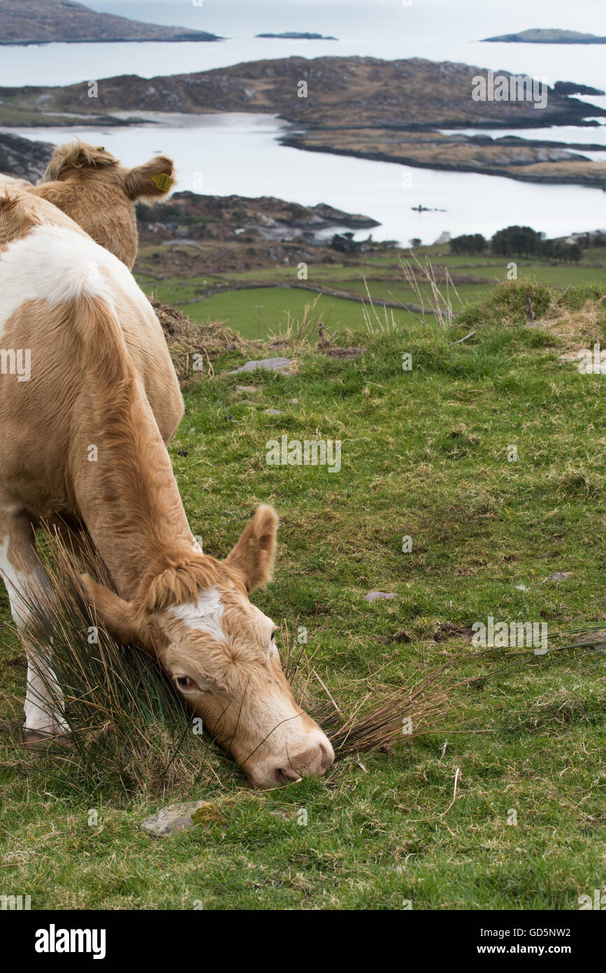 Cow stretches. Stunning rugged Atlantic coast landscapes of the county ...