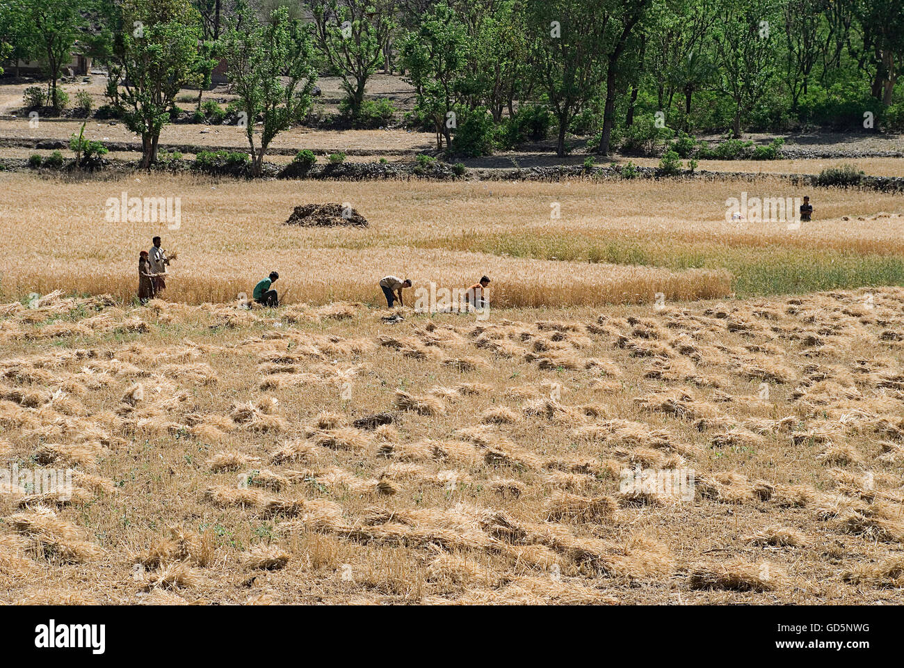Farmers harvesting crops Stock Photo - Alamy