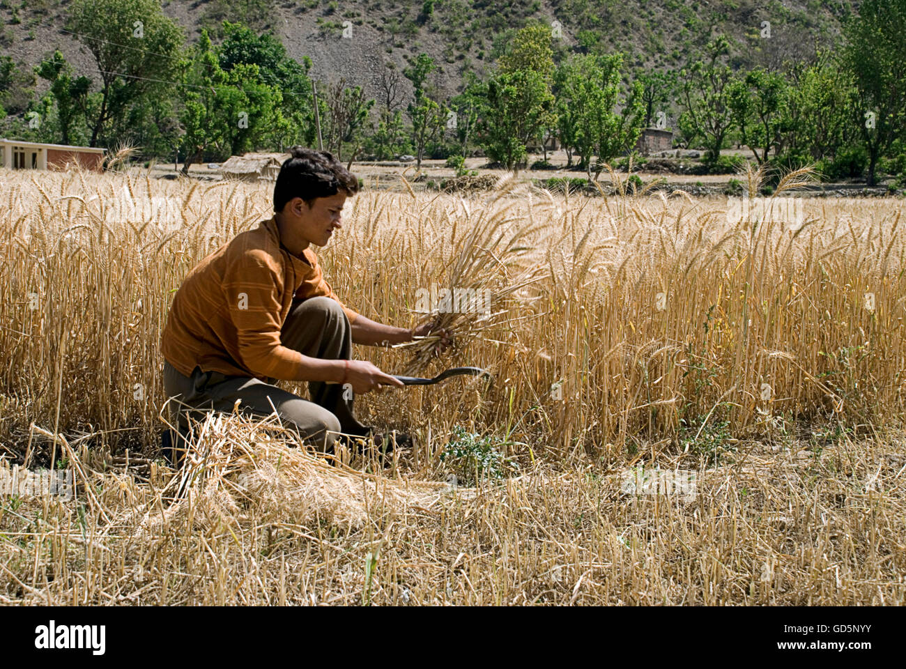 Farmer harvesting the crops Stock Photo - Alamy