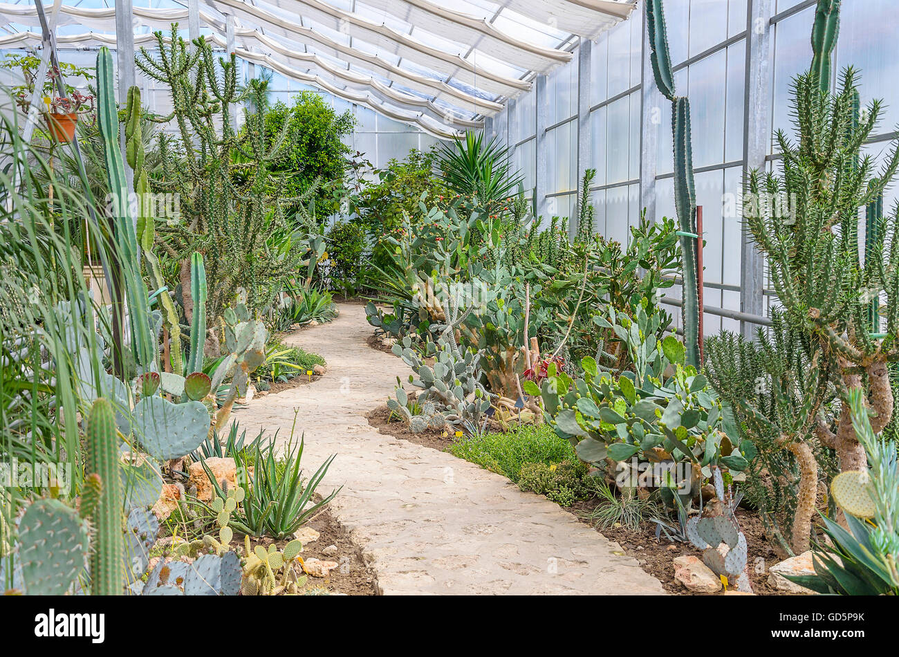 Cactus in greenhouse hi-res stock photography and images - Alamy