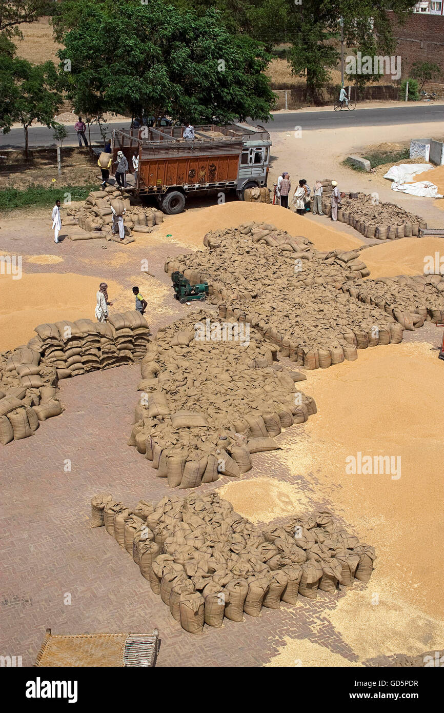 Wheat go down hi-res stock photography and images - Alamy