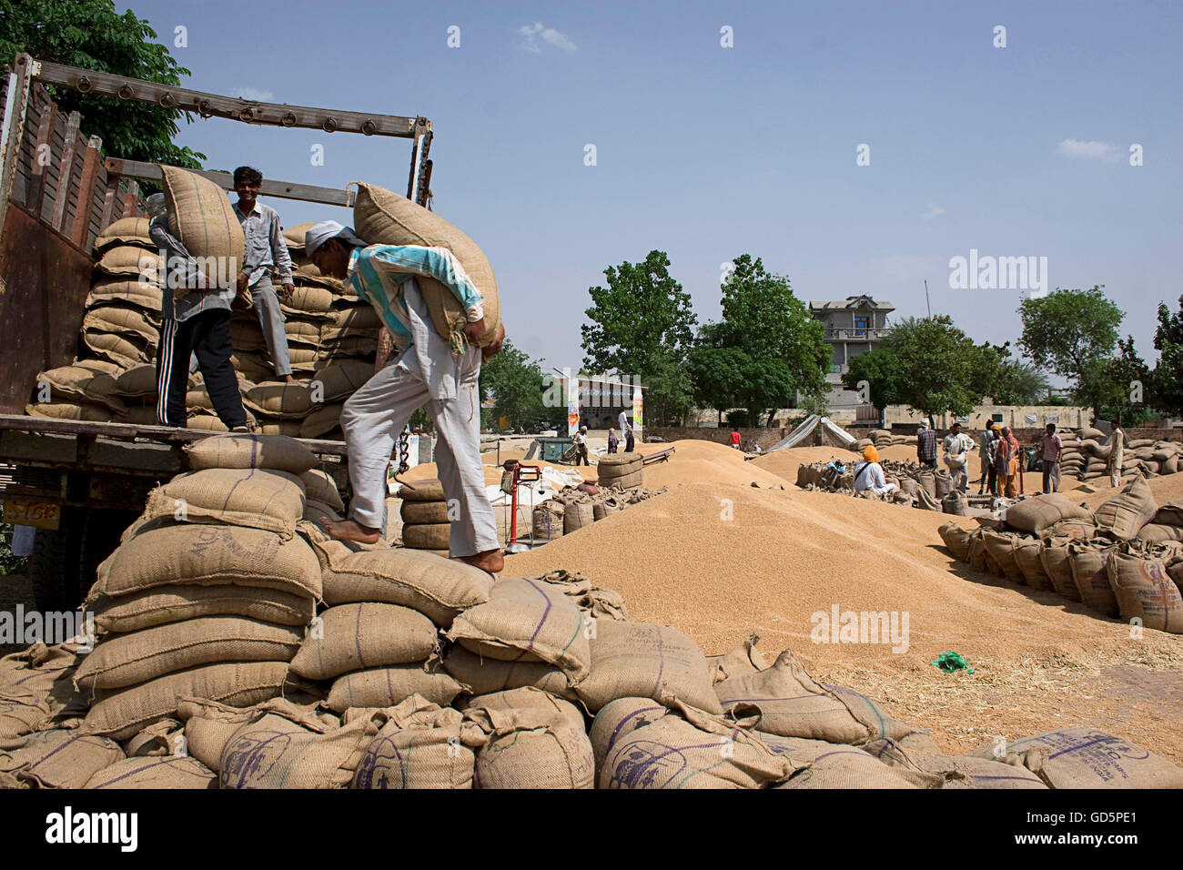 Wheat go down hi-res stock photography and images - Alamy