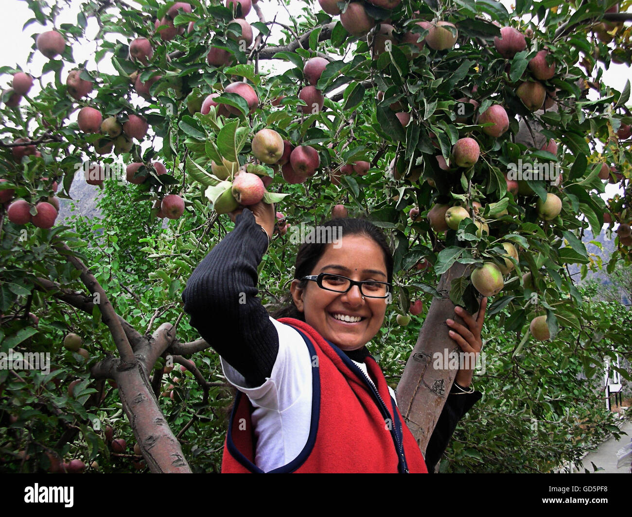 Woman plucking apples Stock Photo - Alamy