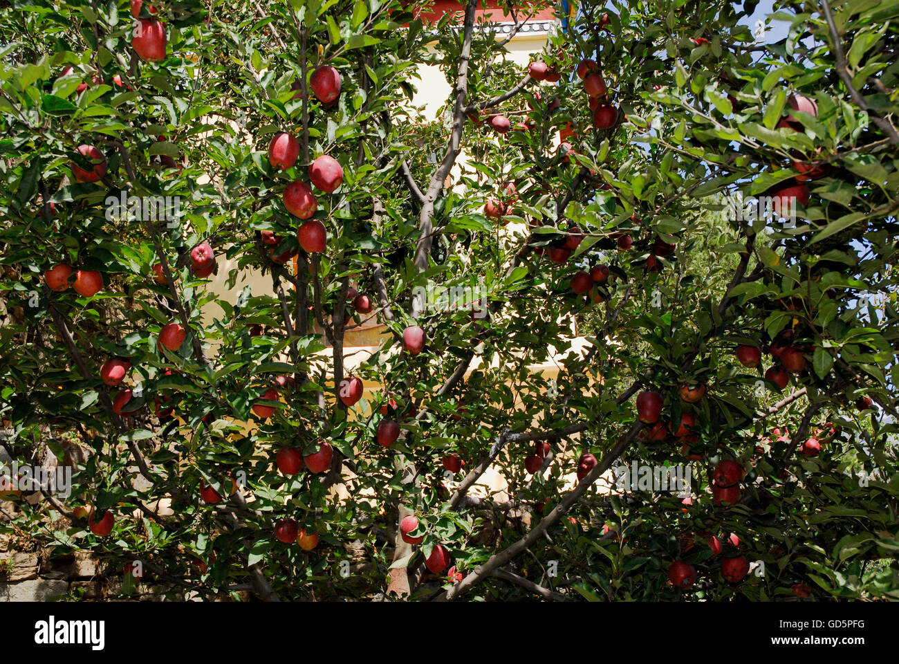India apple tree hi-res stock photography and images - Alamy