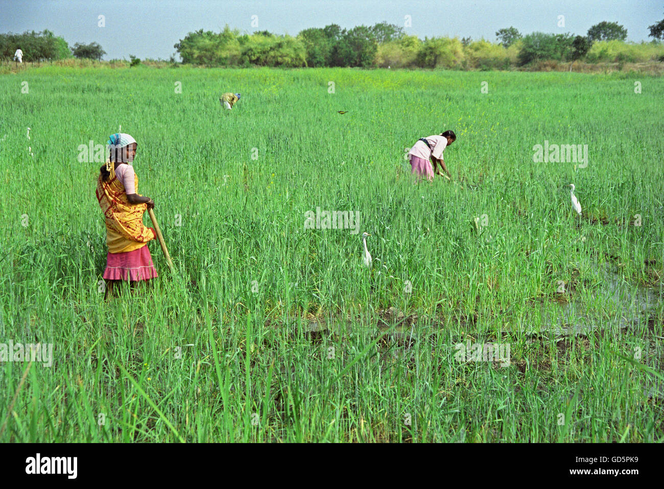 Women working in the field Stock Photo - Alamy