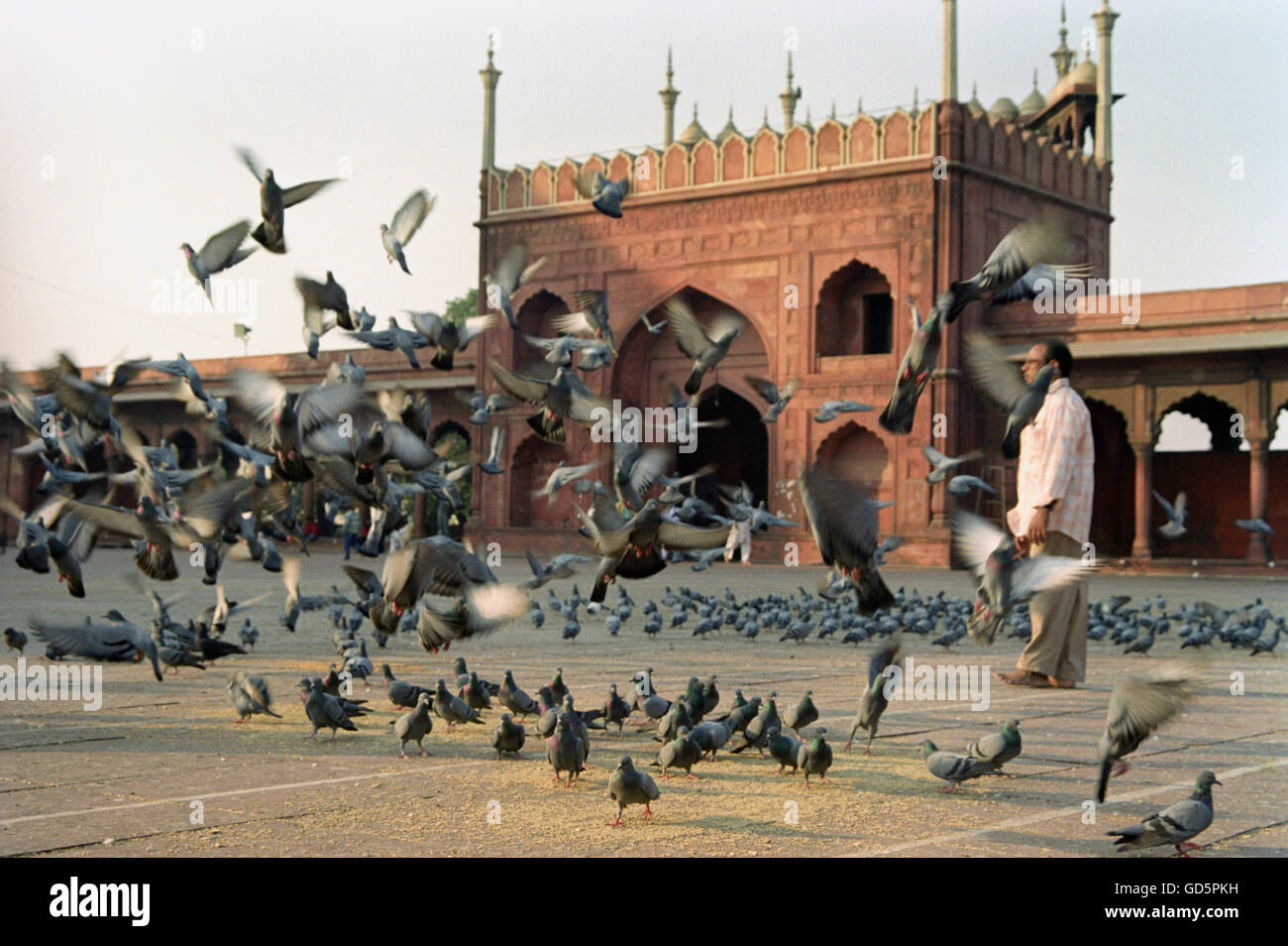 Pigeons in the Jama Masjid courtyard Stock Photo - Alamy