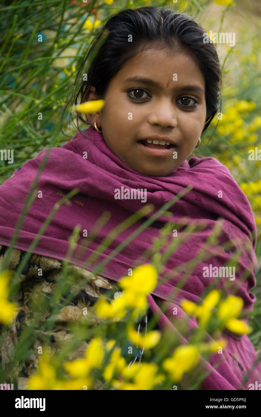 Shimla flower hi-res stock photography and images - Alamy