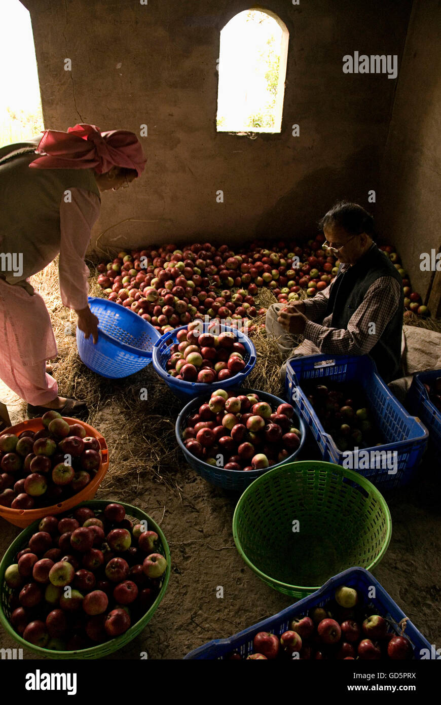 Fruit grading hi-res stock photography and images - Alamy
