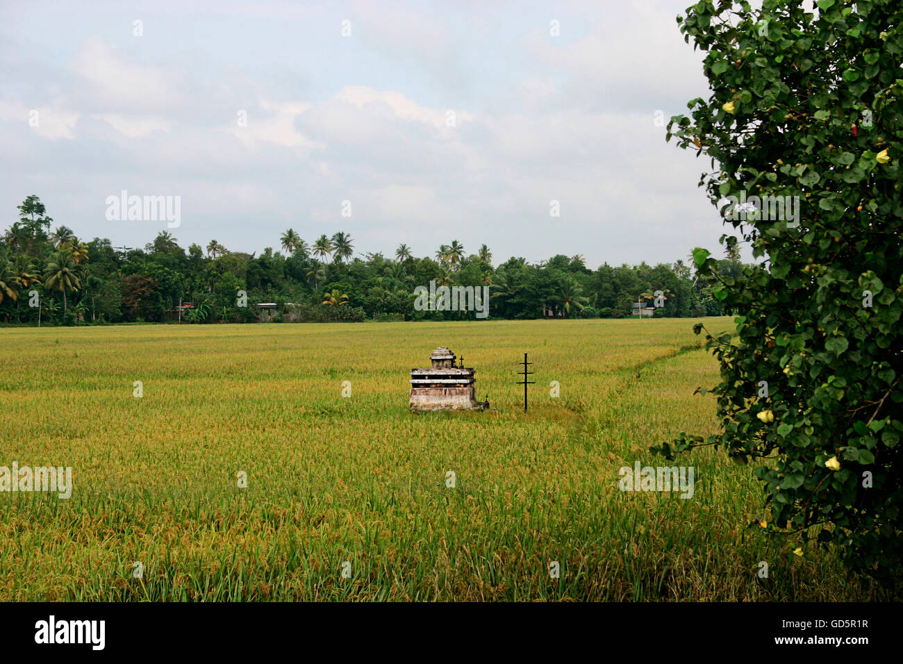 Paddy fields alleppey kerala india hi-res stock photography and images ...