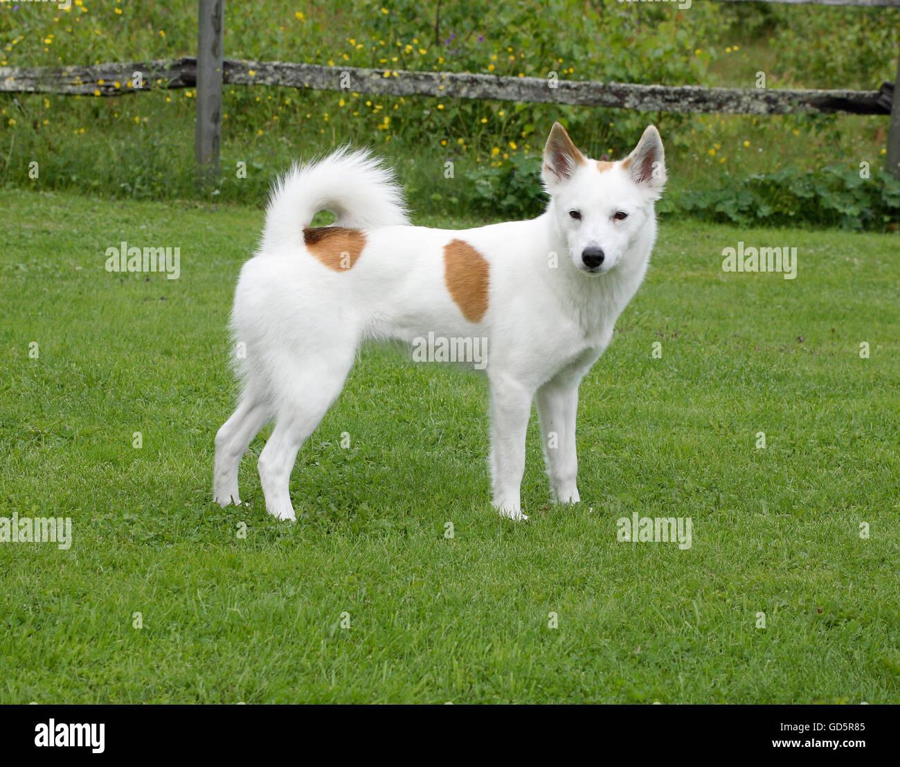 Spitz High Resolution Stock Photography and Images - Alamy