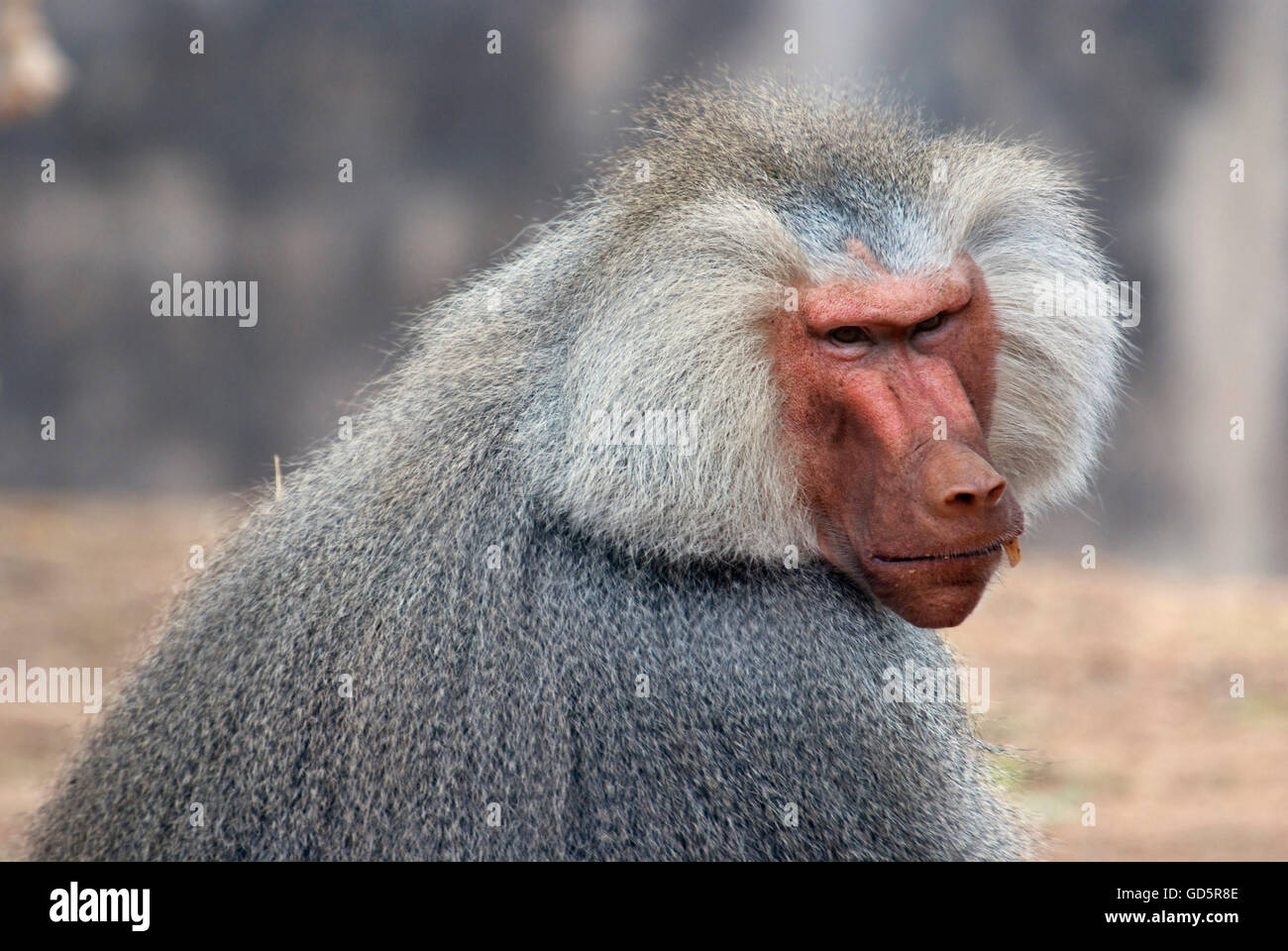 A male Baboon Stock Photo - Alamy