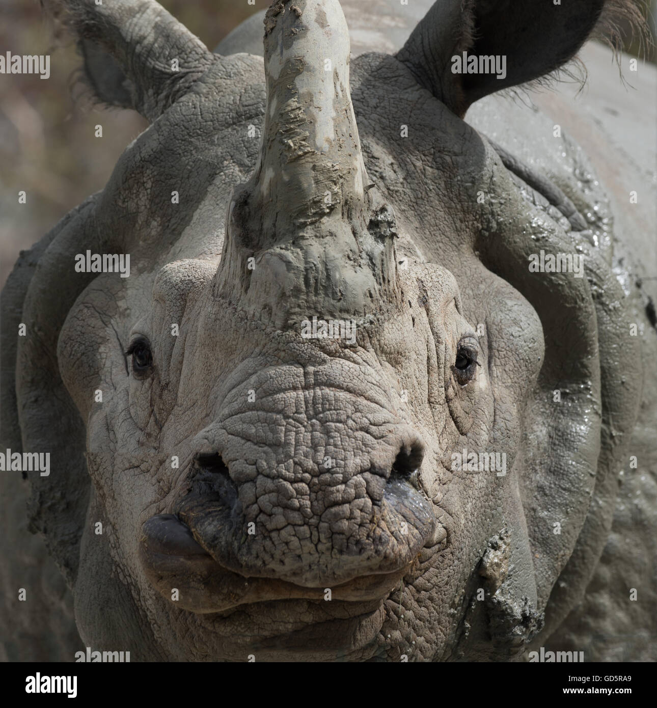 Prehistoric animals series hi-res stock photography and images - Alamy