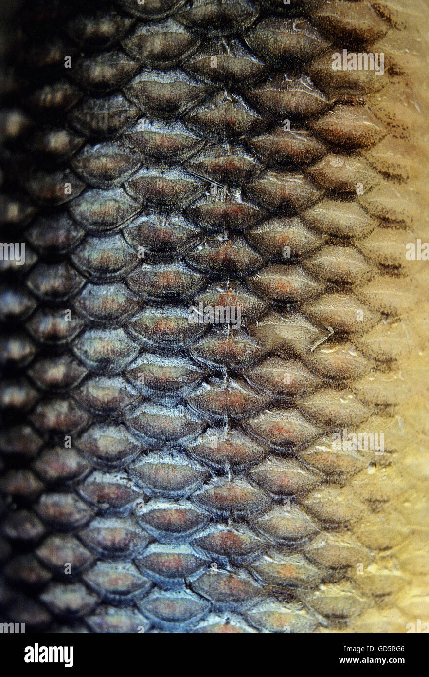Detail of fish scales Stock Photo - Alamy