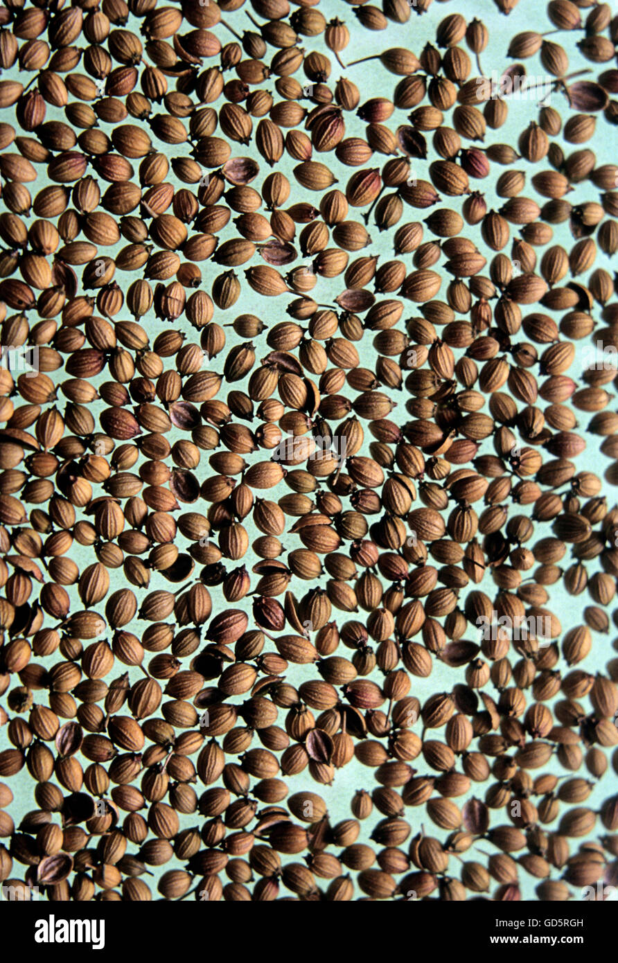 Dhaniya seeds hi-res stock photography and images - Alamy