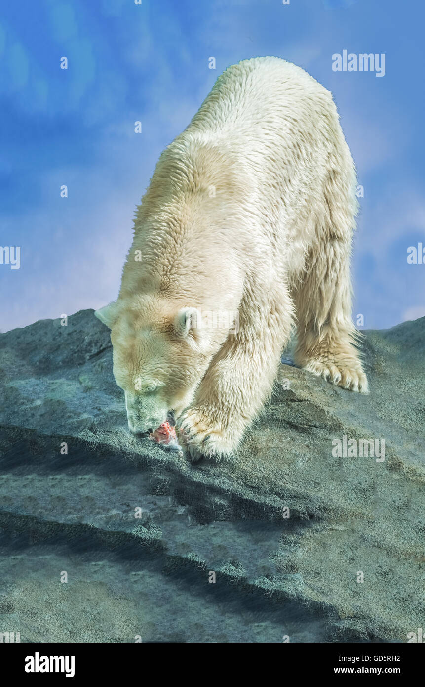 King polar bear hi-res stock photography and images - Alamy