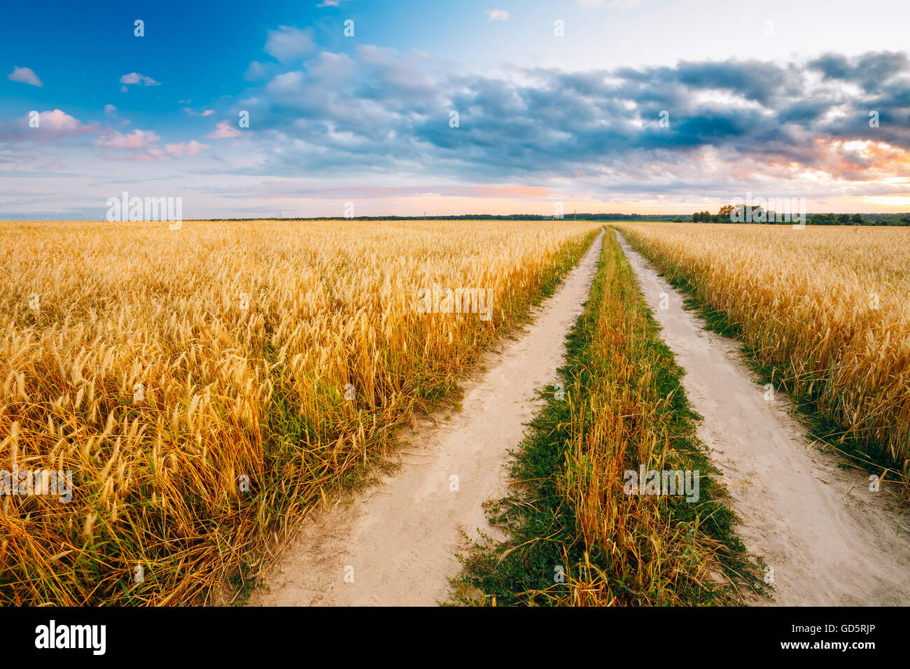 Rural Countryside Road Through Wheat Field. Yellow Barley Field In ...