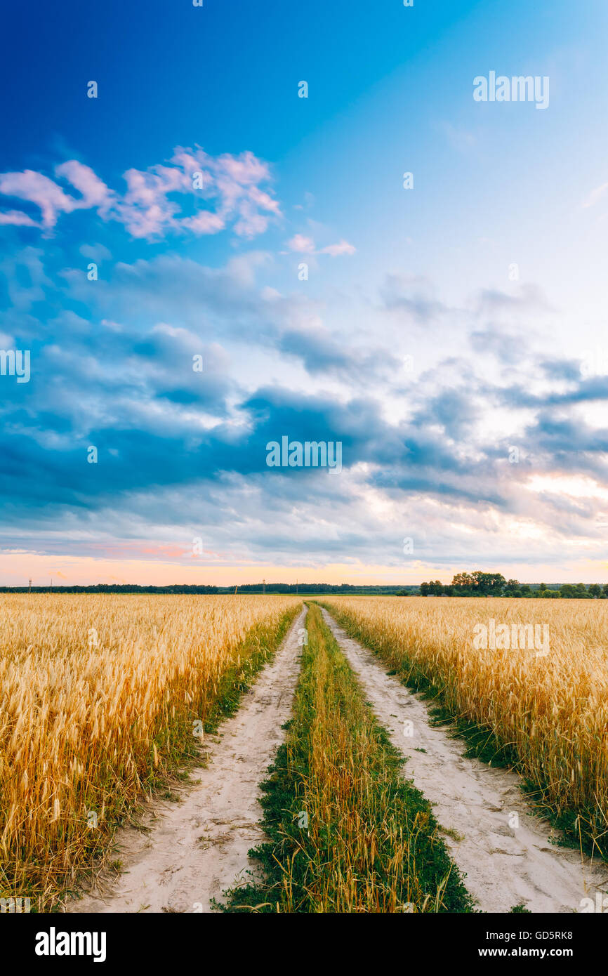 Path through wheat field hi-res stock photography and images - Alamy