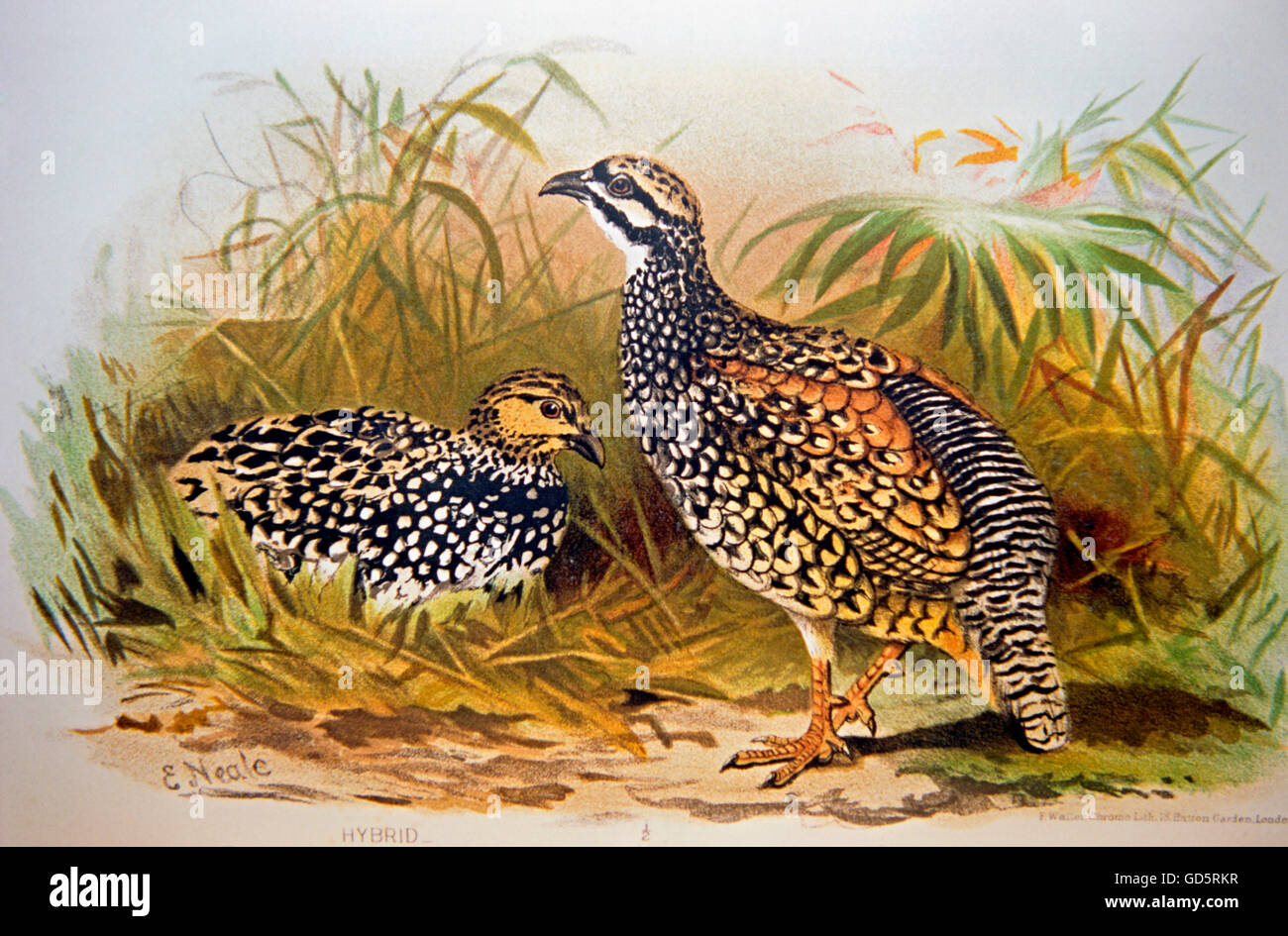 Illustration of "The Game Birds Stock Photo - Alamy