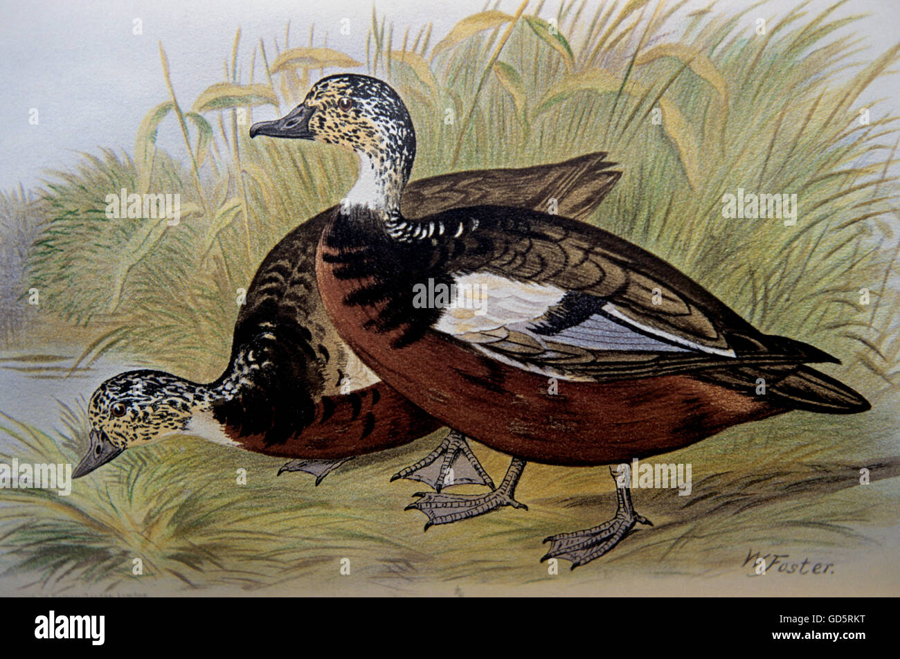 Illustration of "The Game Birds Stock Photo - Alamy