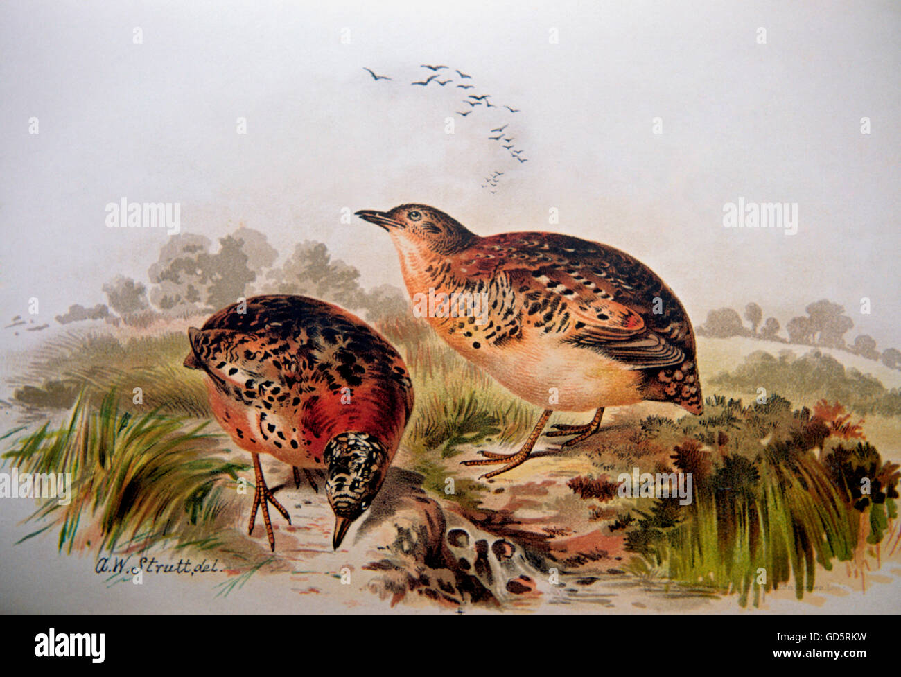 Illustration of "The Game Birds Stock Photo - Alamy